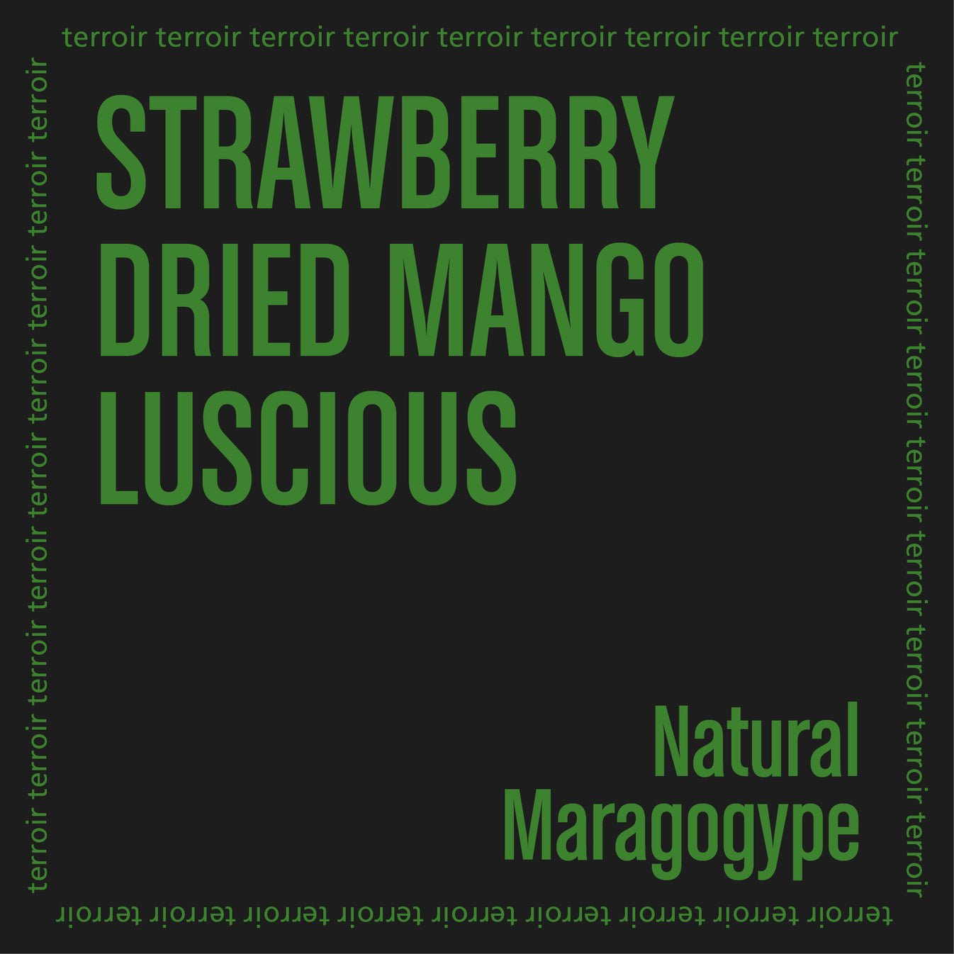 Himalaya Maragogype: Filter Coffee Beans from El Salvador – THE BARN ...